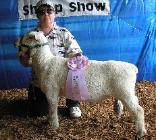 Lazy JV Ranch Babydoll Southdown Sheep Flock